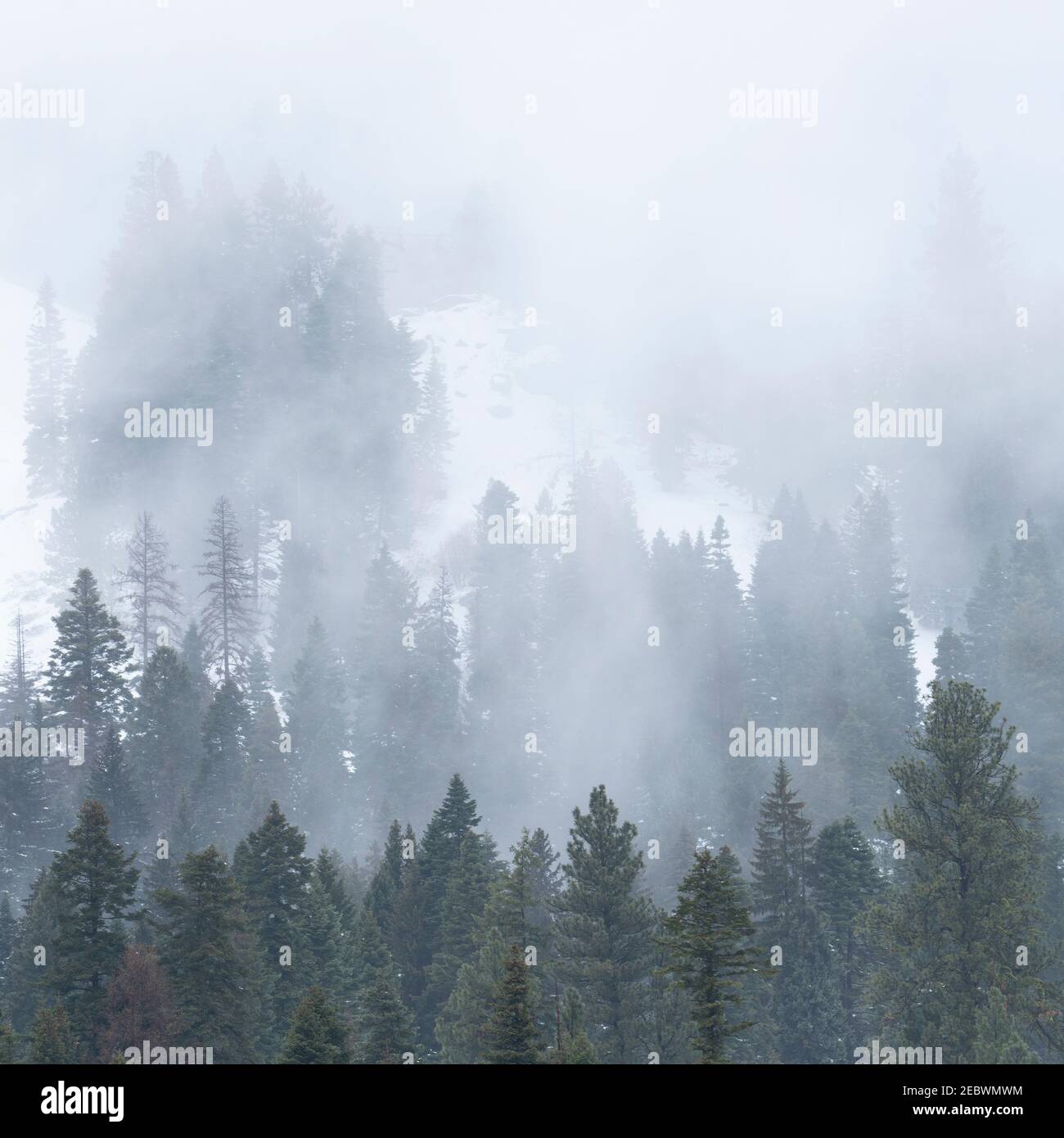 USA, Idaho, Cascade, Clouds and fog over forest in Cascade Range Stock ...