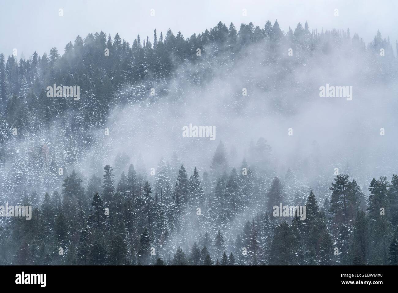 USA, Idaho, Cascade, Clouds and fog over forest in Cascade Range Stock ...