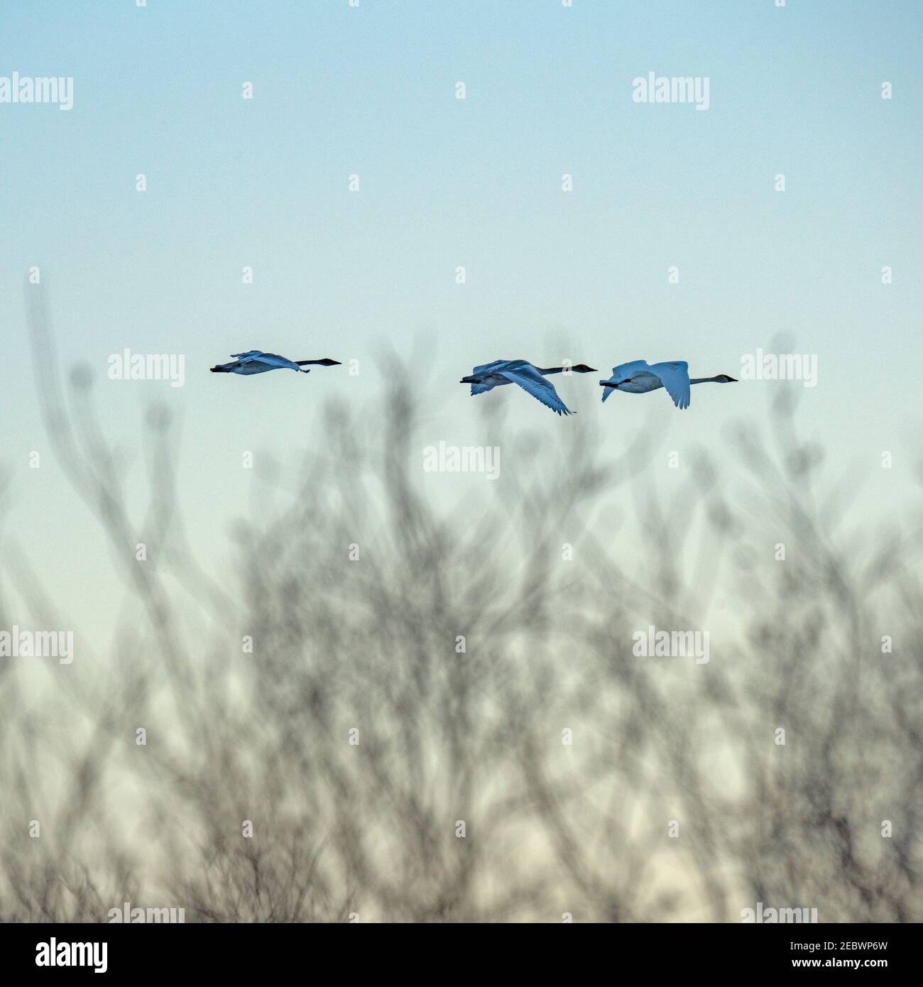 Trumpeter swans (Cygnus buccinator) flying above trees Stock Photo - Alamy
