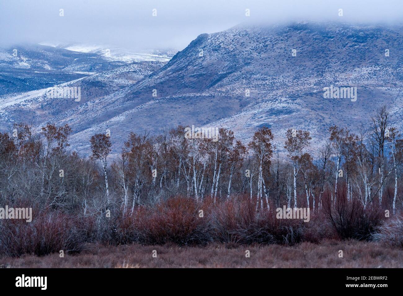 USA, Idaho, Bellevue, Landscape with forest and snowy hills Stock Photo ...