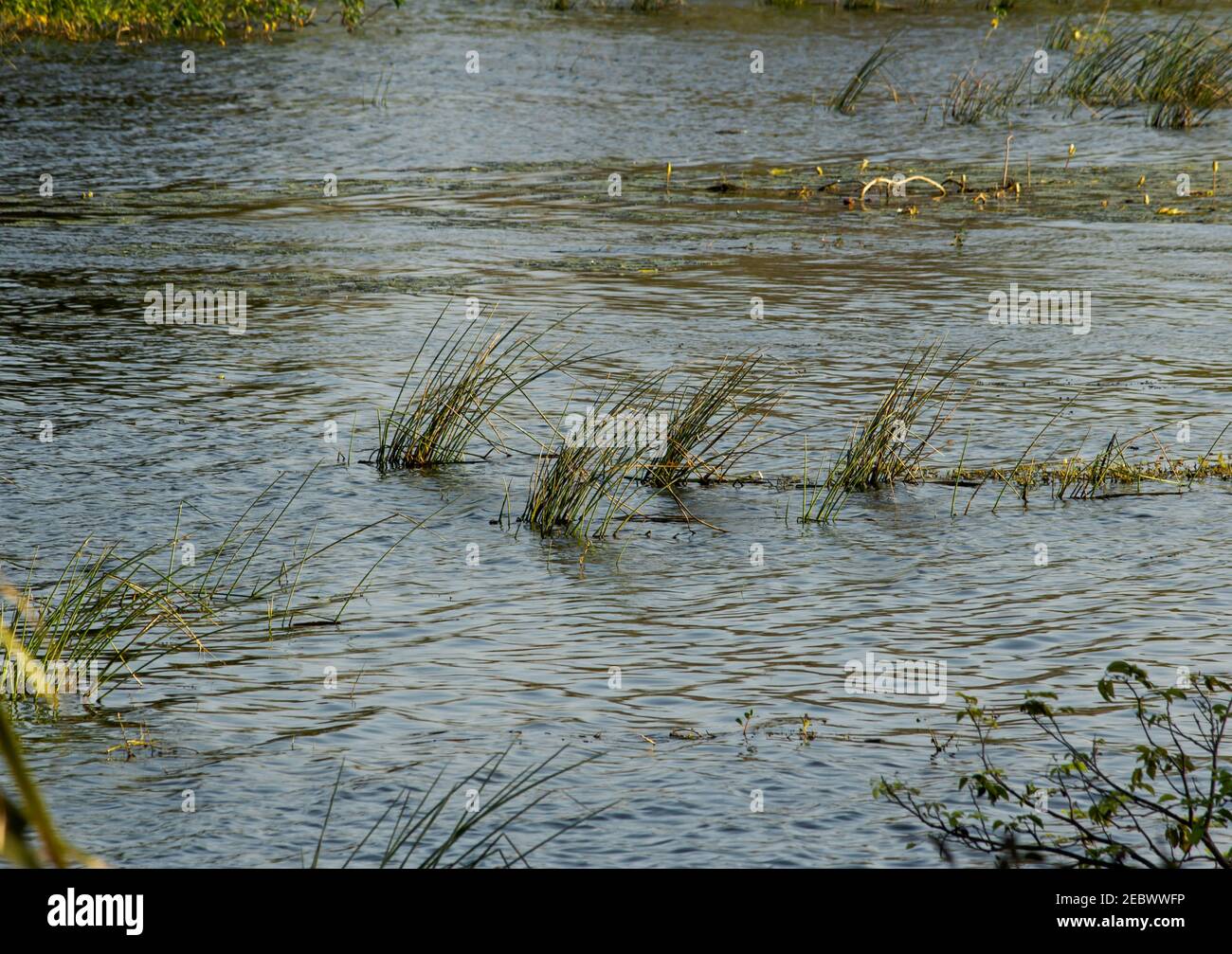 Water brimming in the Palar river submerging plants, Tamil Nadu, India ...