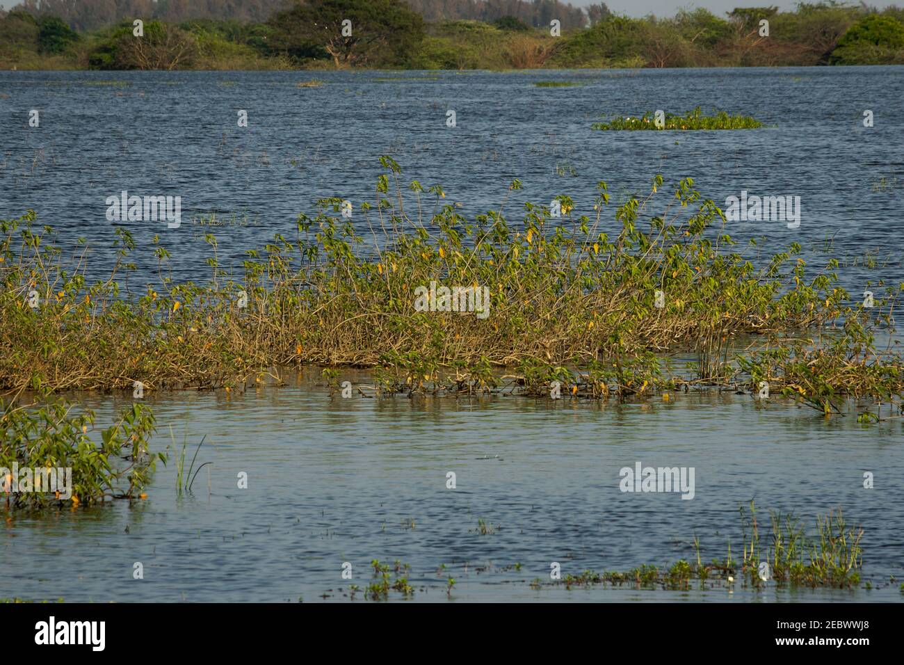 Water brimming in the Palar river submerging plants, Tamil Nadu, India ...