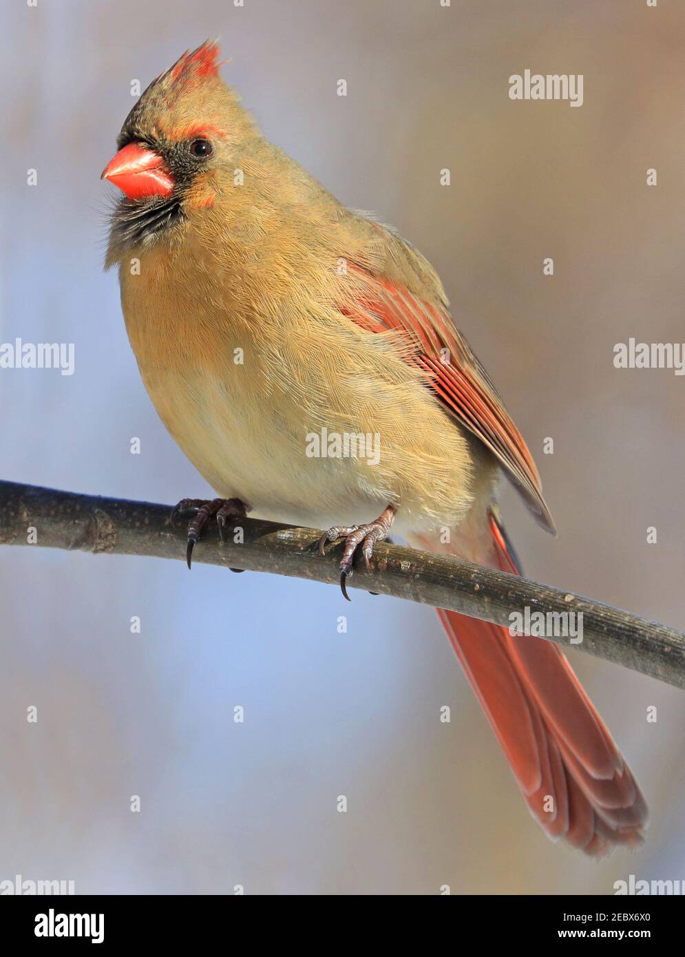 Cardinal bird male female hi-res stock photography and images - Alamy