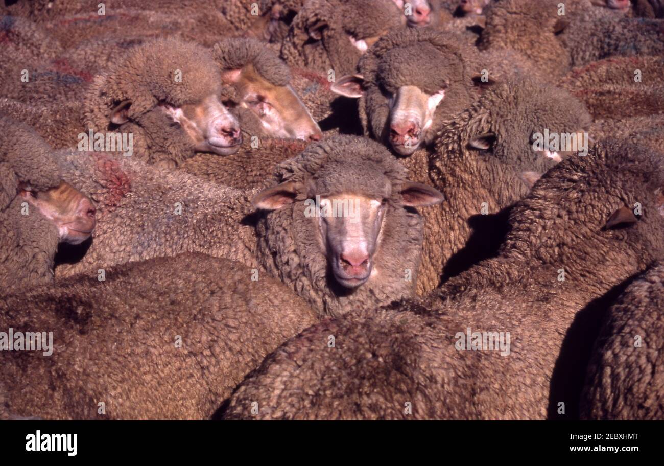SHEEP ROUNDED UP AND HERDED TOGETHER IN SHEEP PEN READY TO BE SHEARED ...