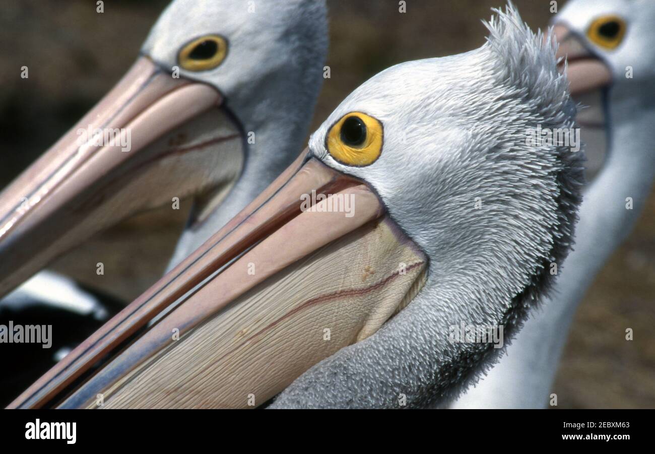Australian pelican head hi-res stock photography and images - Alamy
