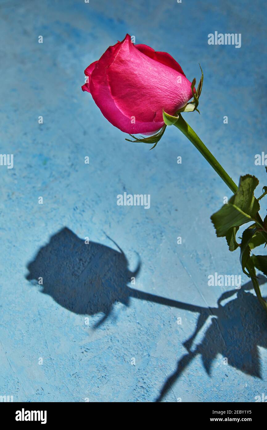 Purple rose with hard shadow on a blue background Stock Photo - Alamy