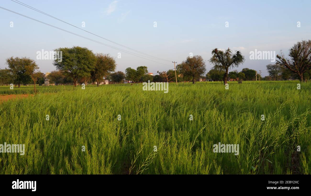 Mustard seed fields india hi-res stock photography and images - Alamy