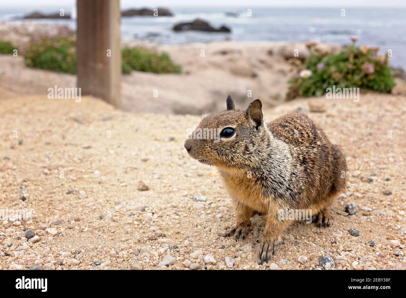 California ground squirrel. On the beach Northern California, USA Stock ...