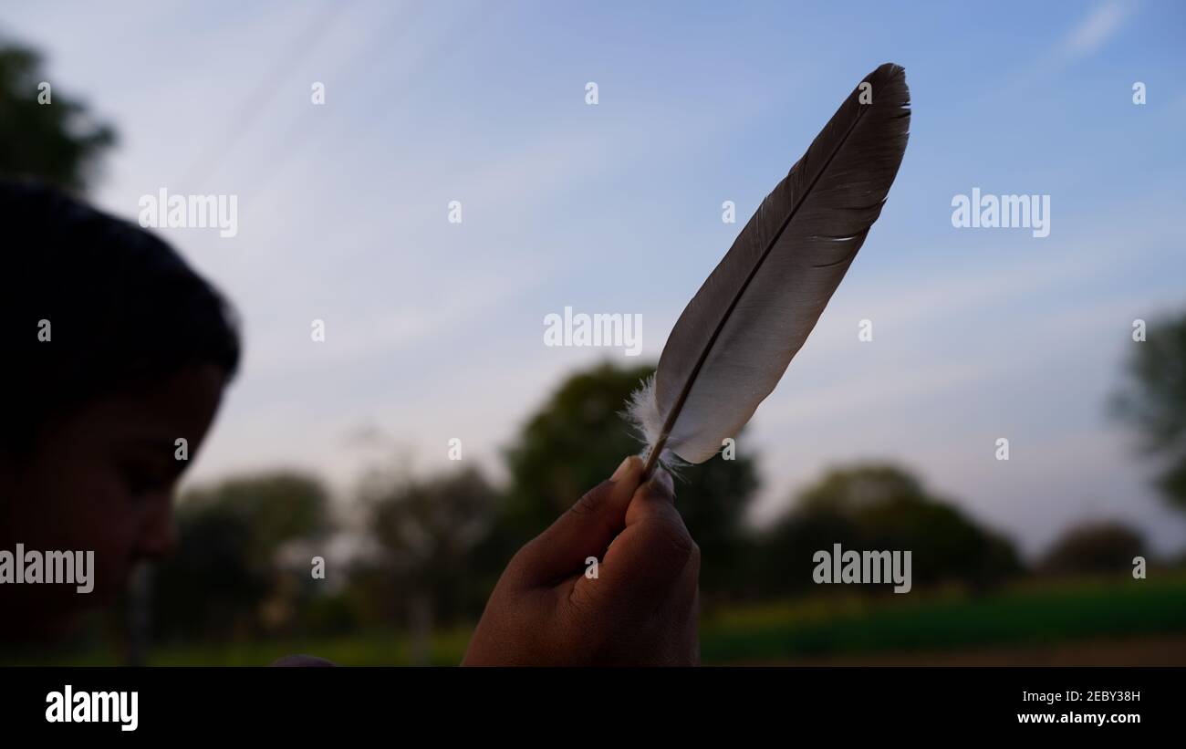 Beautiful feather of Collared dove closeup in hand. Wing fin that ...