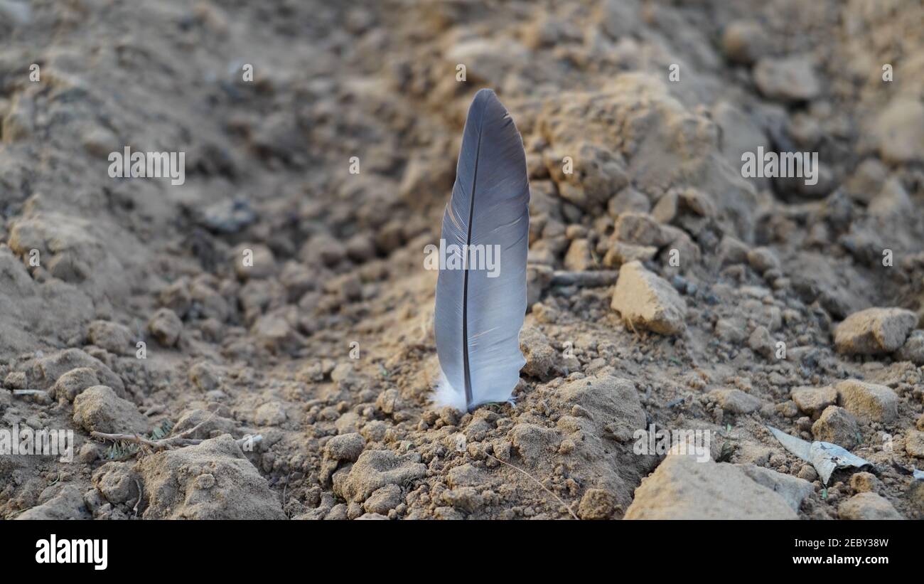 Dove single wing or feather holding on ground. White dove feather to ...