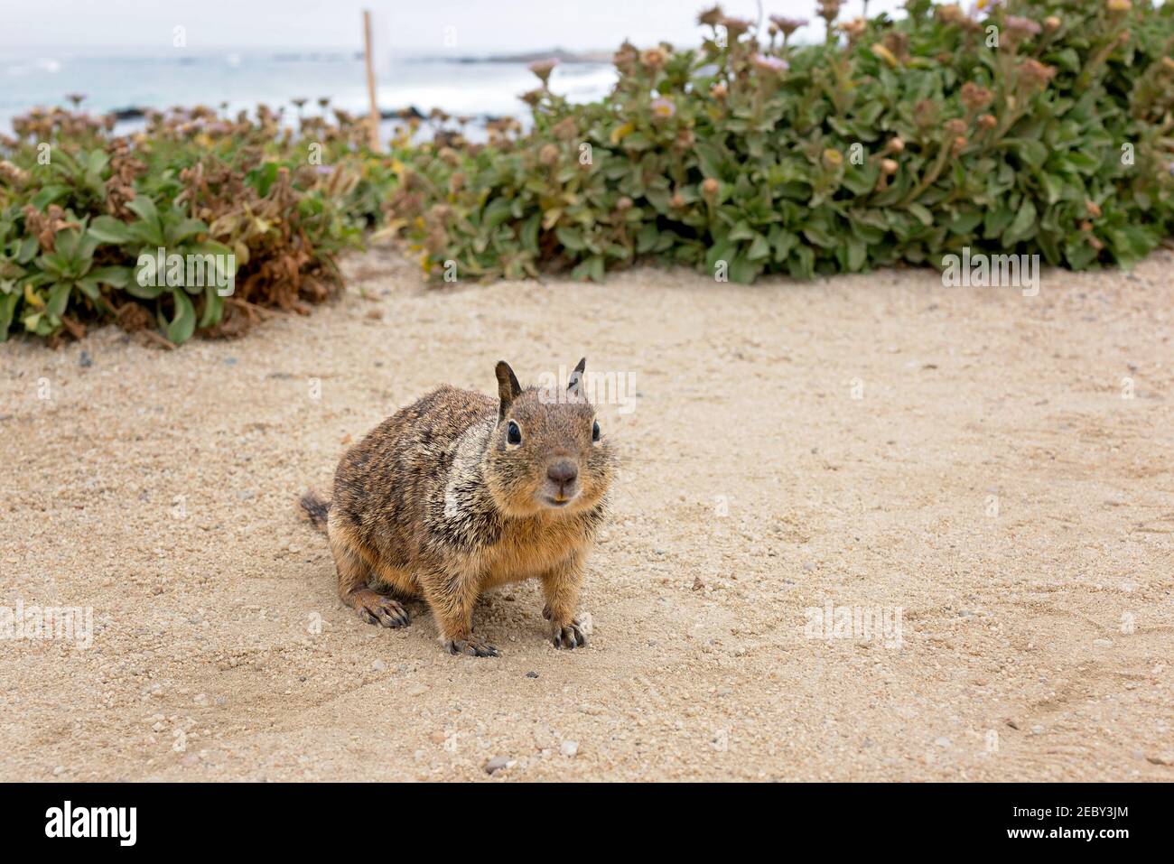 California ground squirrel. On the beach Northern California, USA Stock ...