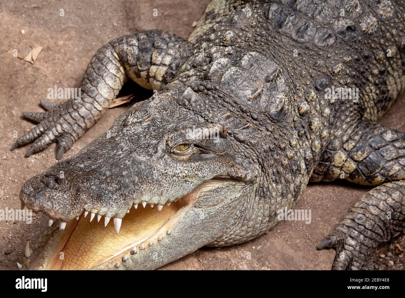 Alligator with open mouth hi-res stock photography and images - Alamy
