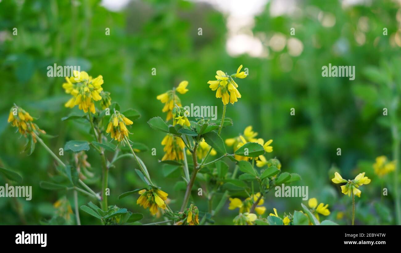 Yellow plant of Fenugreek plant in field. Green Fenugreek or Methi ...