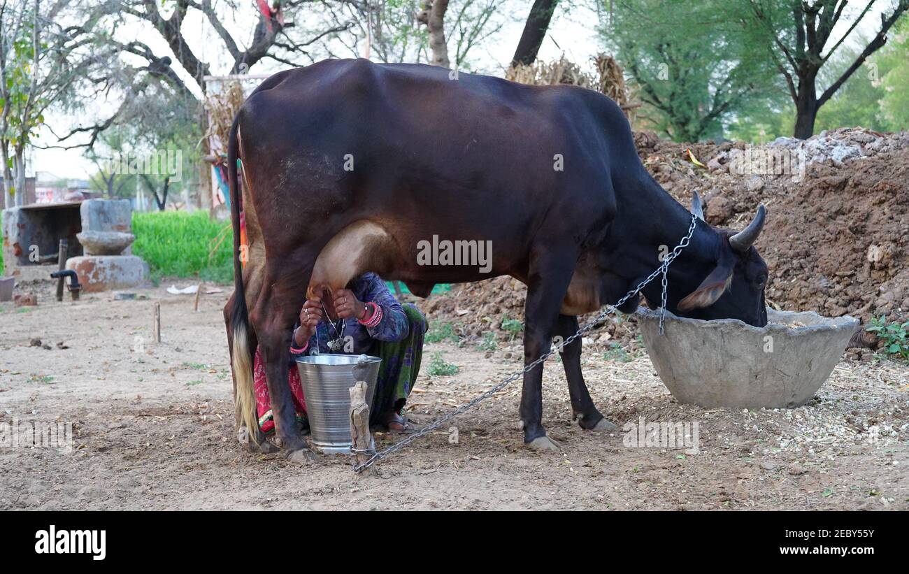 Female milkmaid worker milking from cow in countryside India. Morning ...