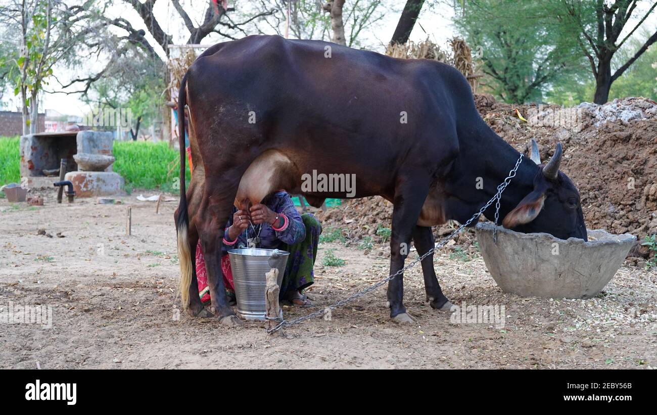 Young woman milking from cow. Indian woman milking from black cow by ...