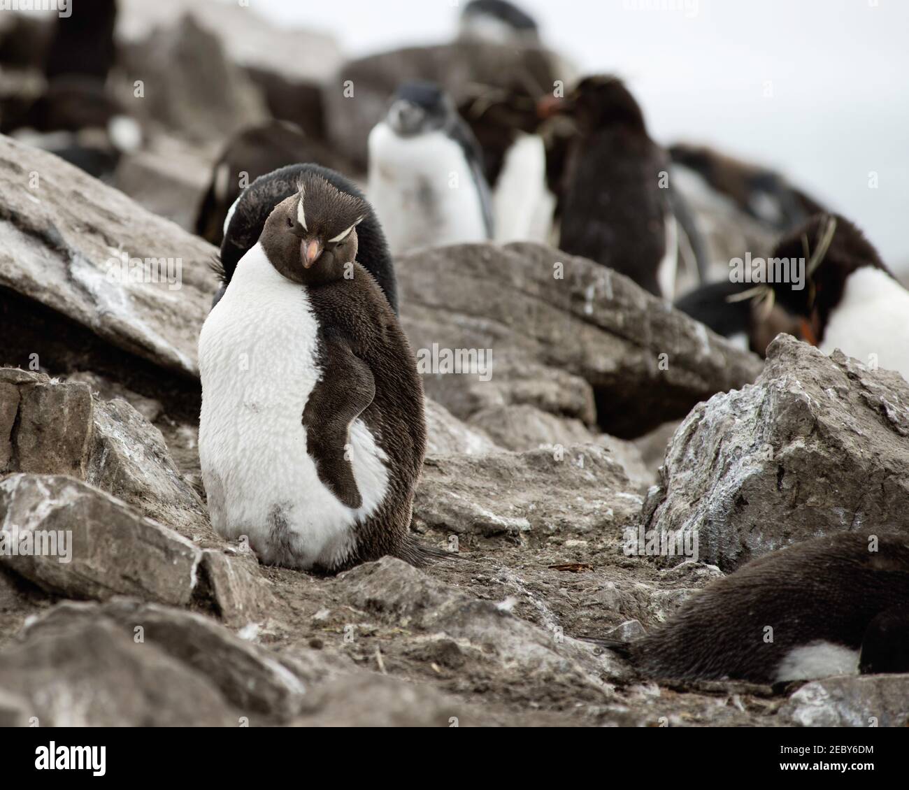 Colony Of Rockhopper penguins At Falkland Islands Stock Photo - Alamy