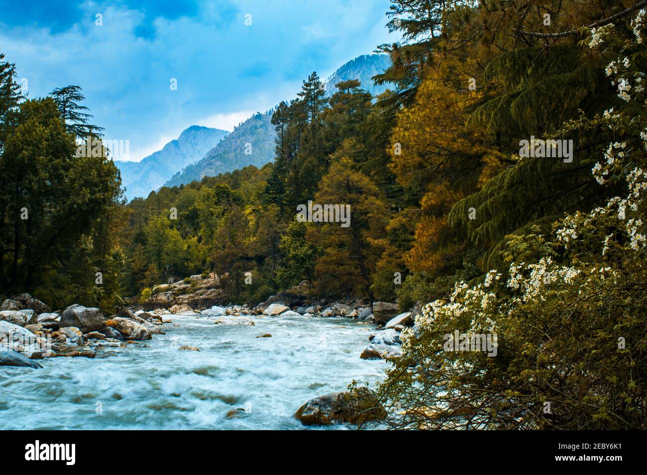 River in the forest. The beautiful river flowing between alpine meadows ...