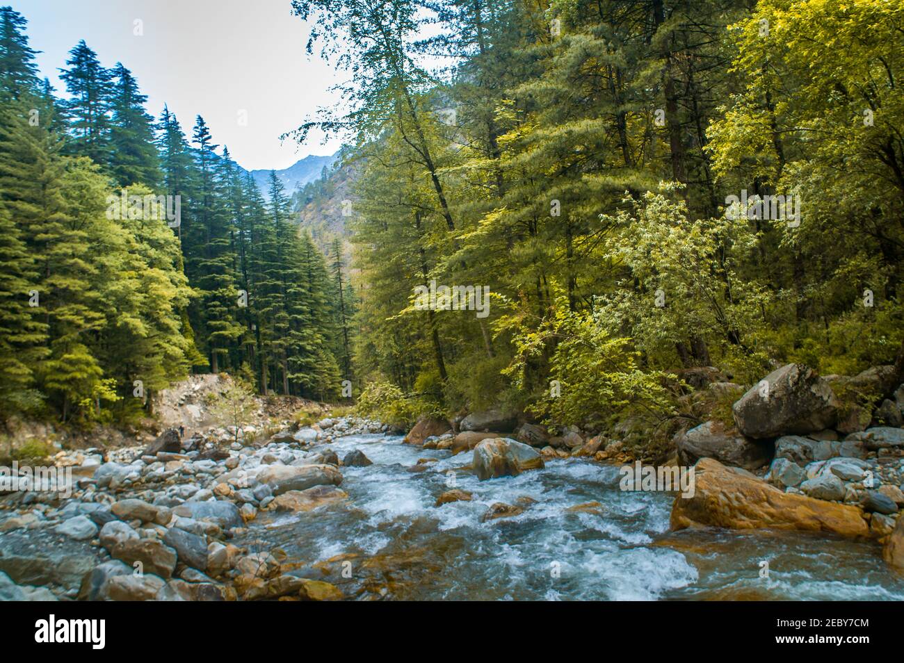 River in the forest. The beautiful river flowing between alpine meadows ...