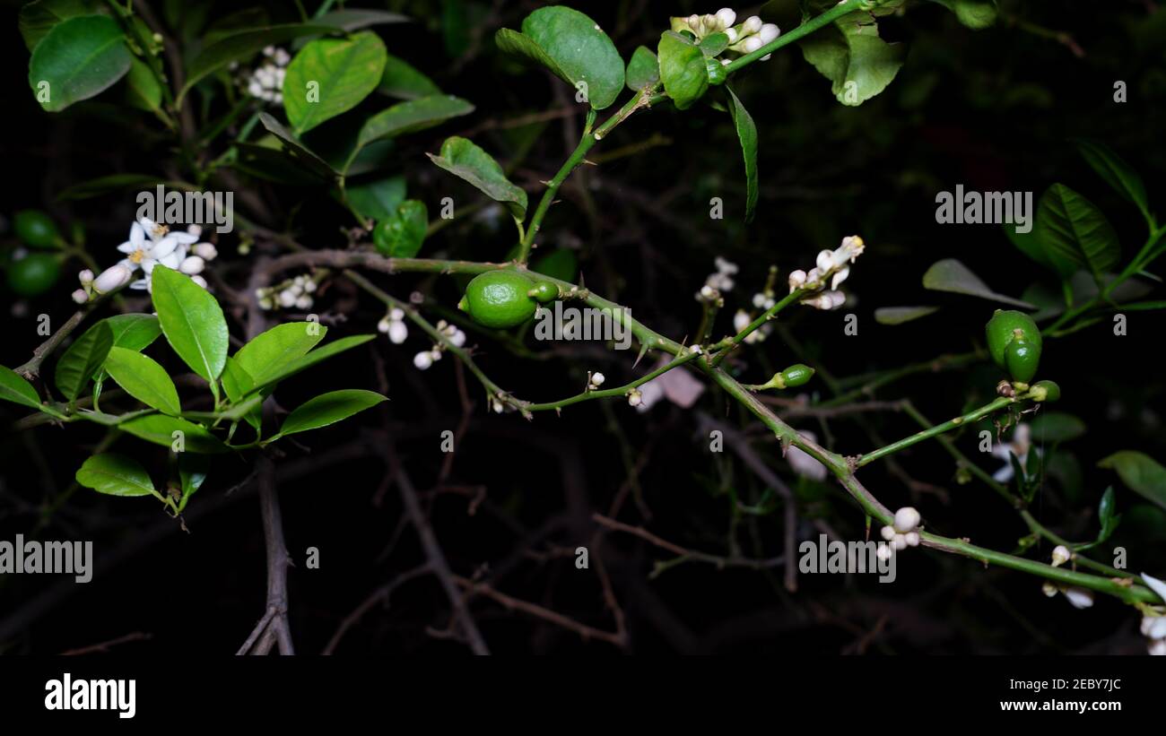 Autumn flower of Citrus or Lemon fruit. Blooming white vegetative on ...