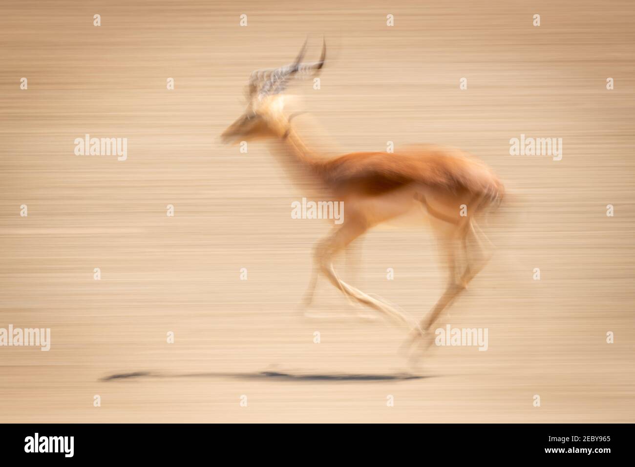 Slow pan of male common impala running Stock Photo - Alamy