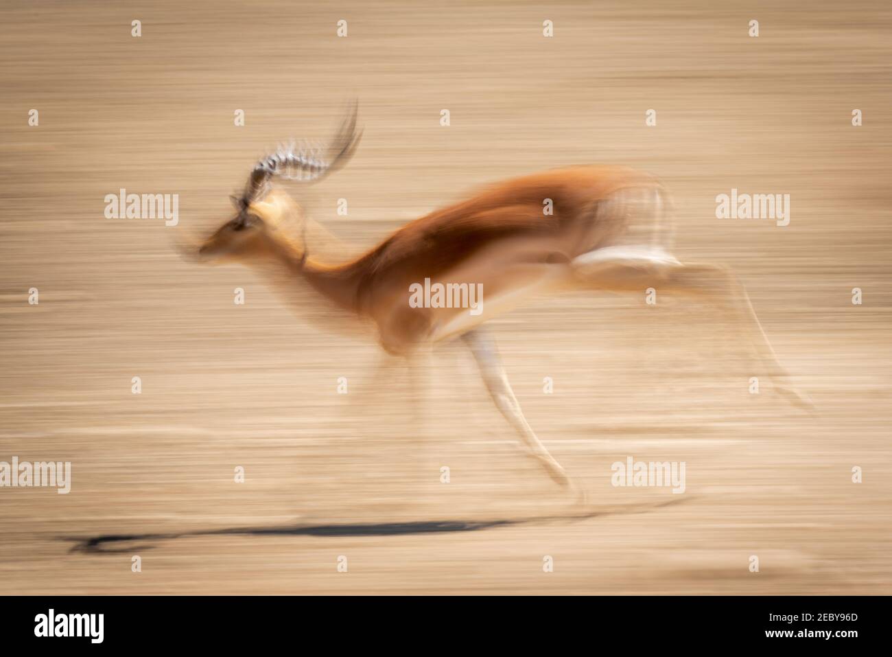 Slow pan of galloping male common impala Stock Photo - Alamy