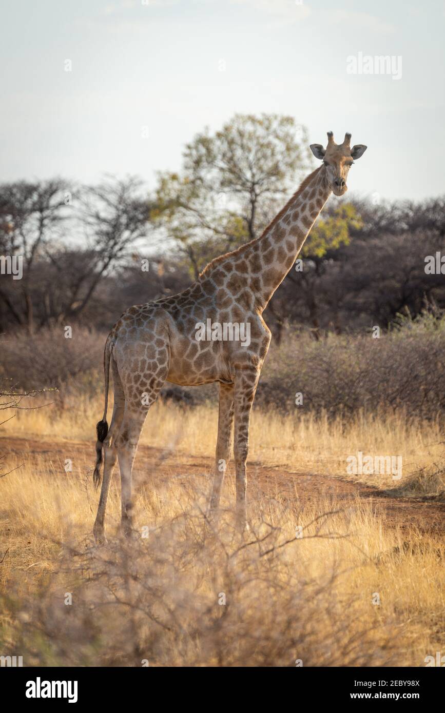 Southern giraffe stands beside track eyeing camera Stock Photo - Alamy