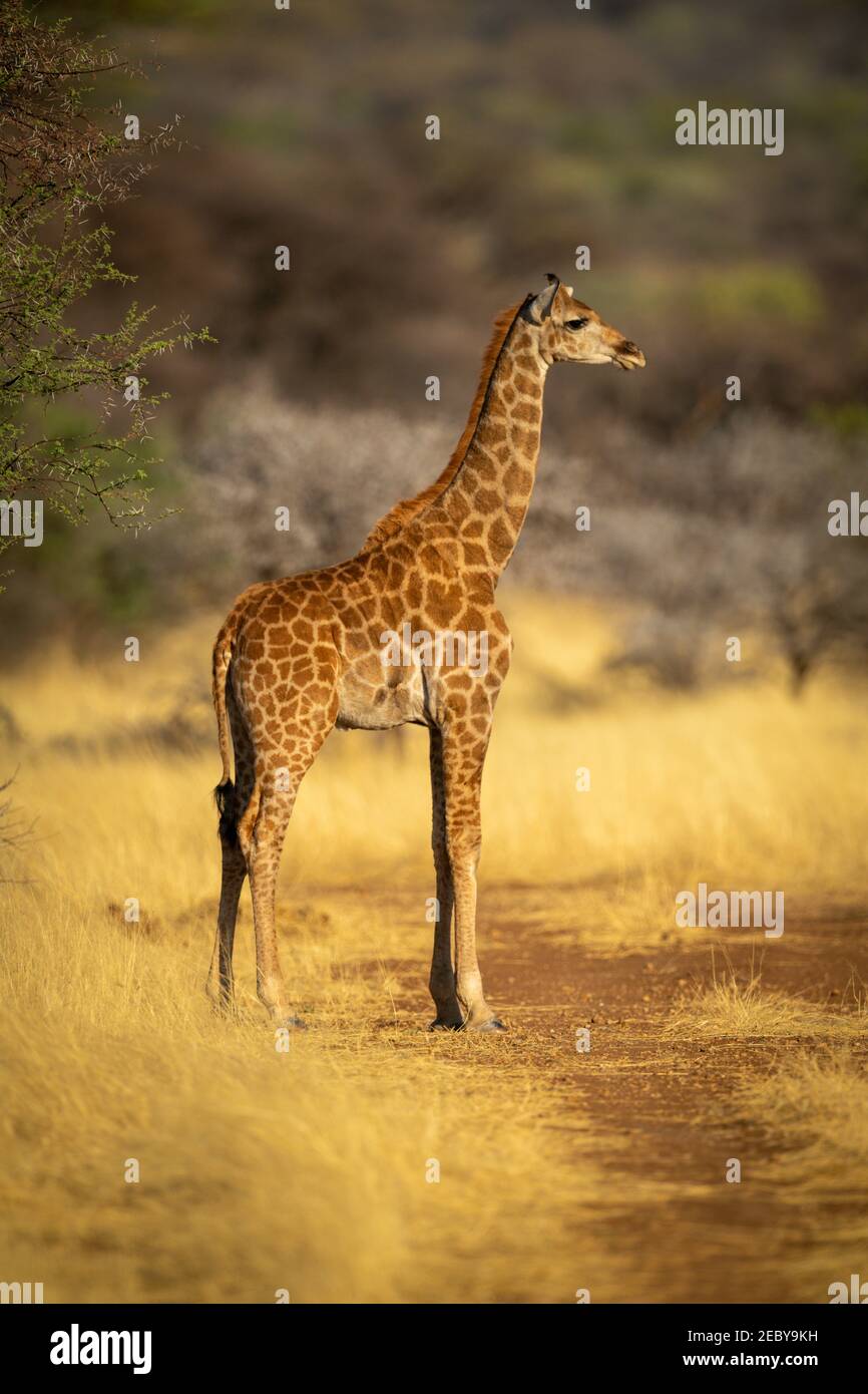Southern giraffe stands by tree in profile Stock Photo - Alamy