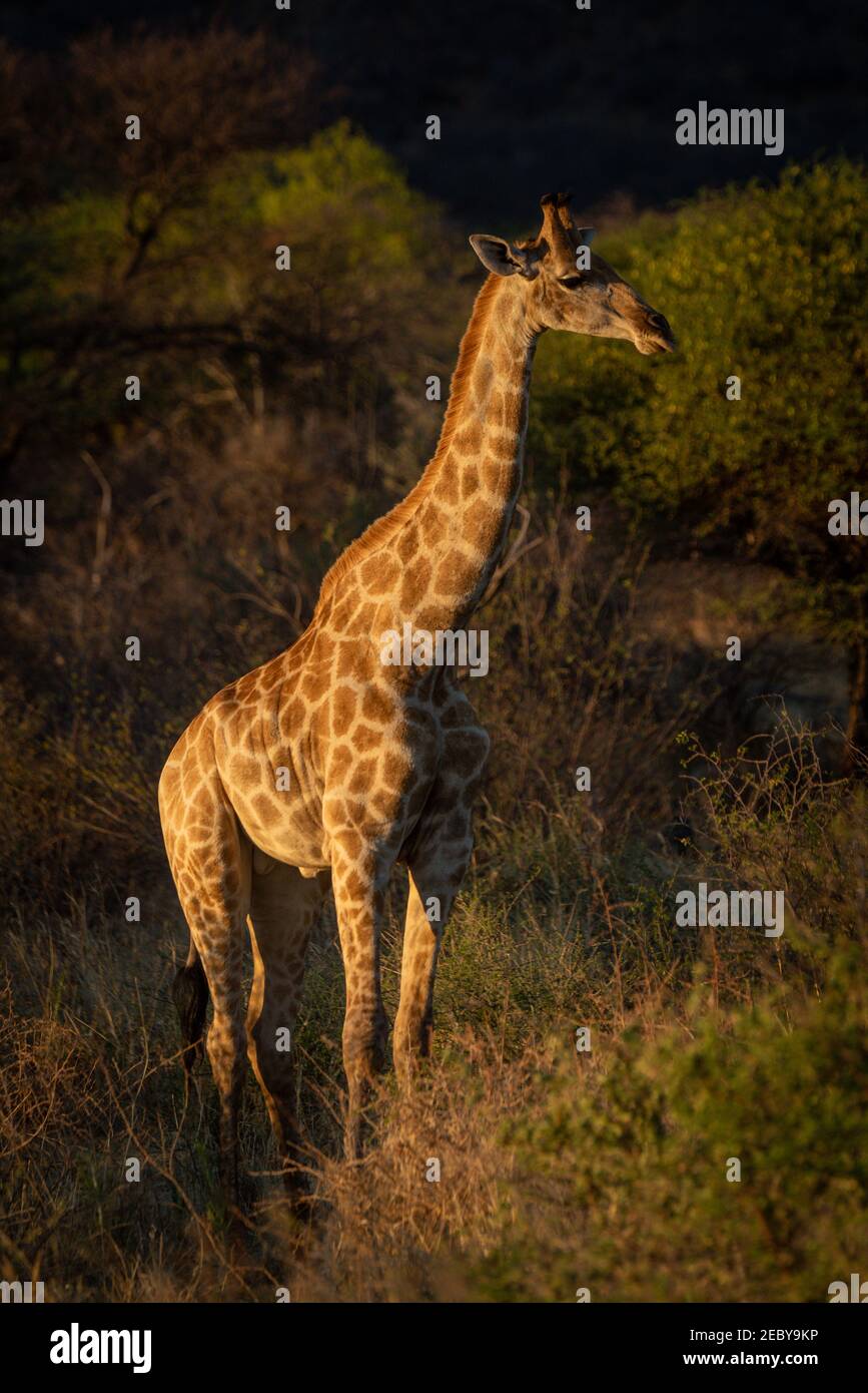 Southern giraffe stands in bushes at dusk Stock Photo - Alamy