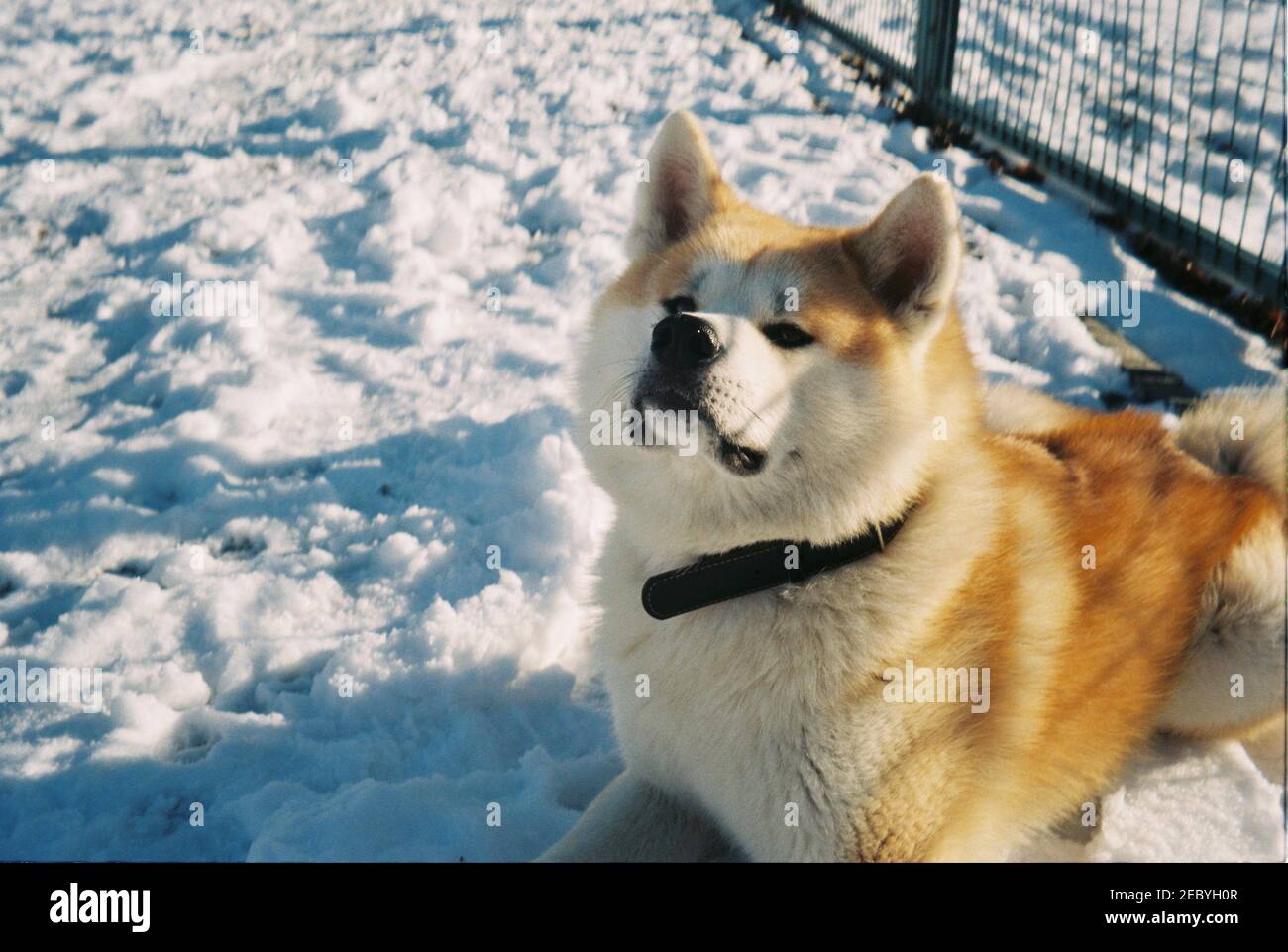 Closeup of an adorable fluffy brown Akita dog on the snowy ground Stock ...