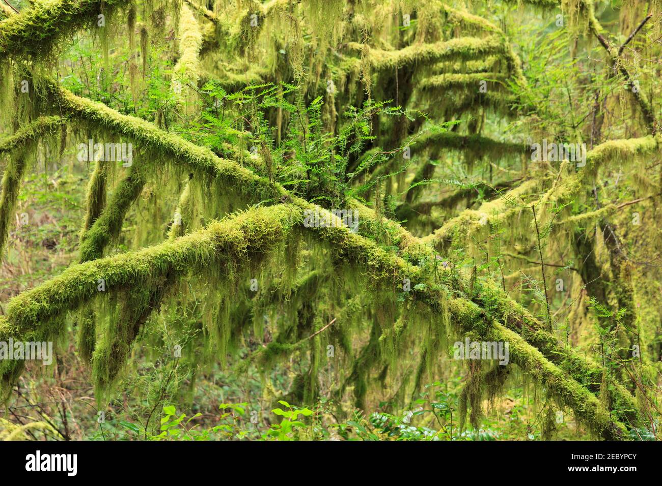 Nursery tree in the rainforest of the Pacific Northwest. A fallen tree ...