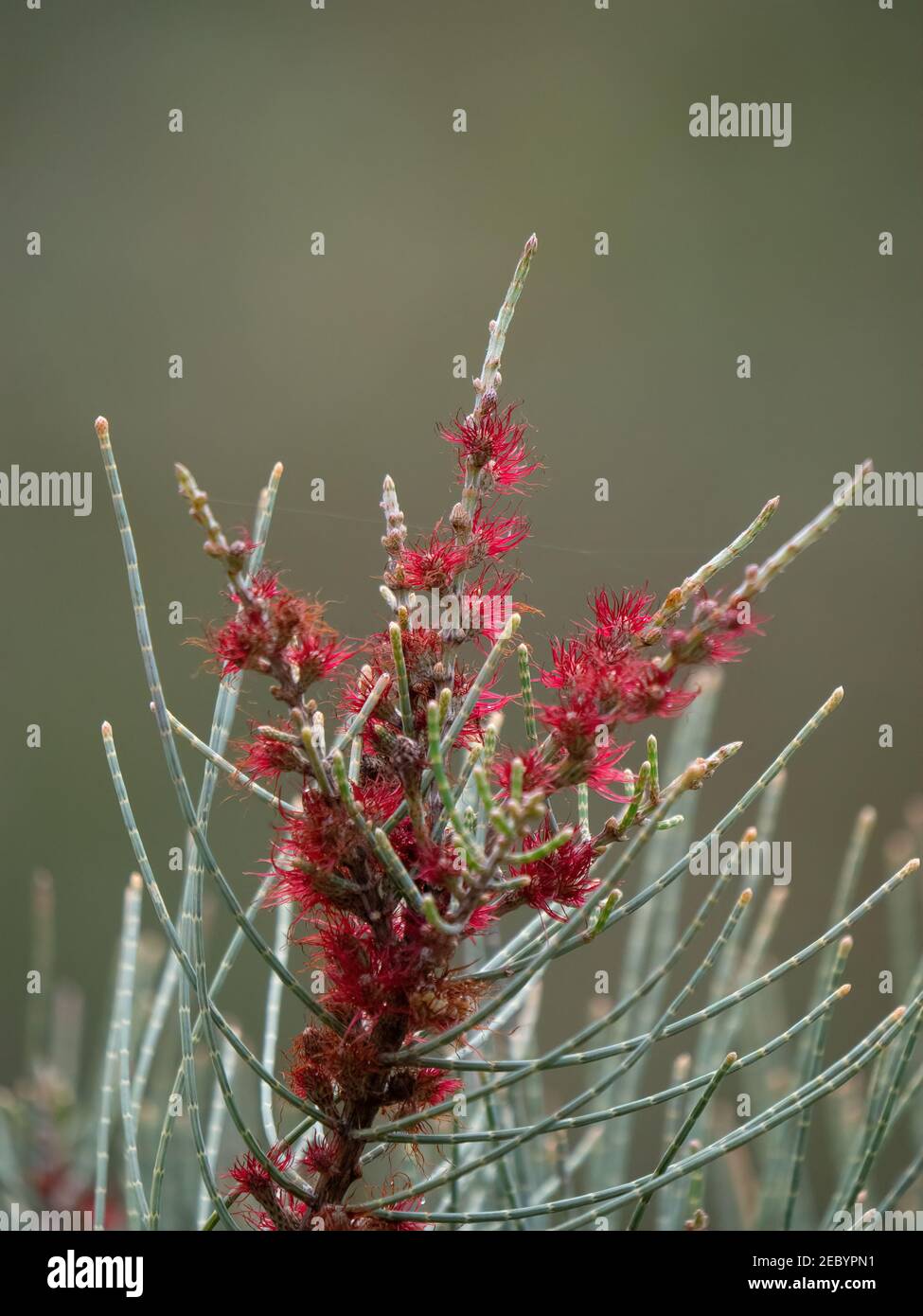 Western australia flower hi-res stock photography and images - Alamy