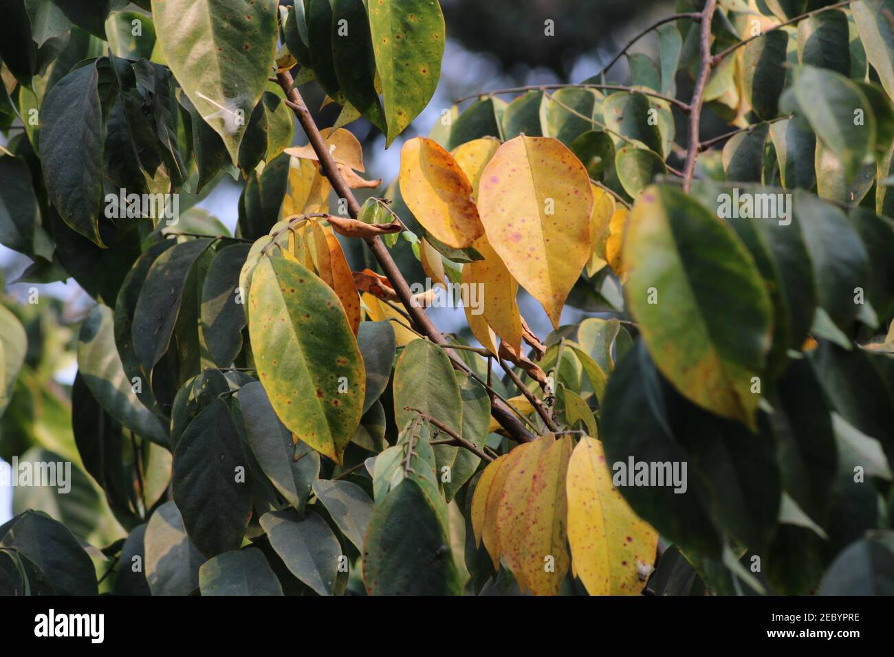 Miracle leaf hi-res stock photography and images - Alamy