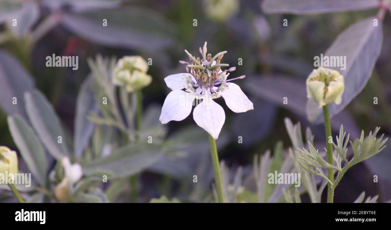 black cumin seed food photo capture at Dhaka, Bangladesh Stock Photo ...