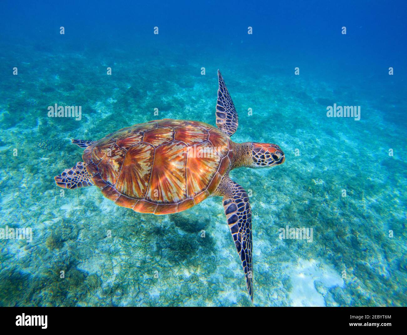 Sea turtle closeup in sea water. Green sea turtle closeup. Wildlife of ...