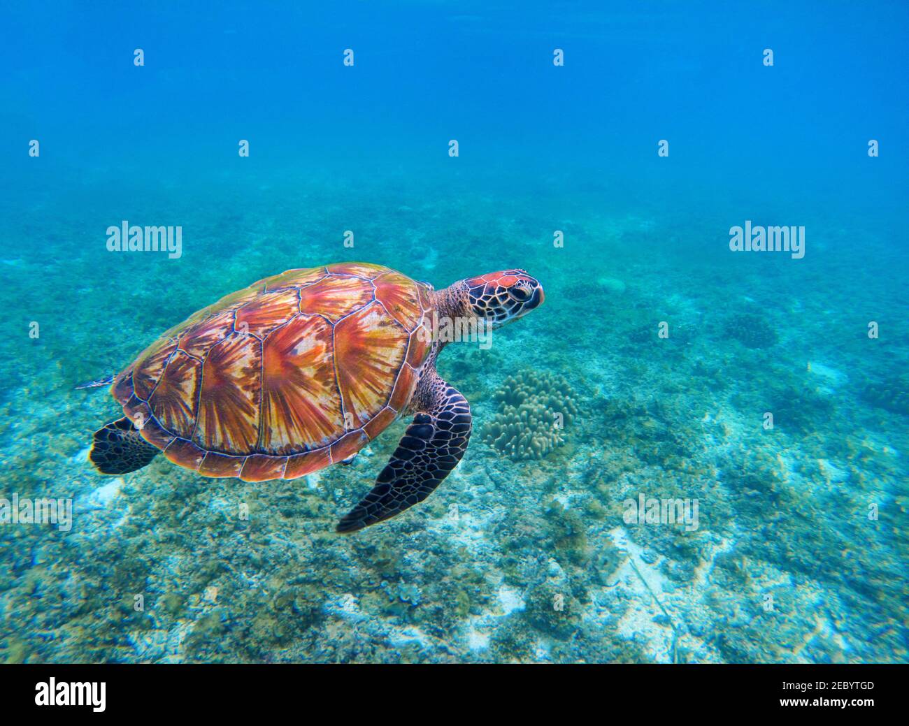 Swimming sea turtle in blue ocean closeup. Green sea turtle closeup ...