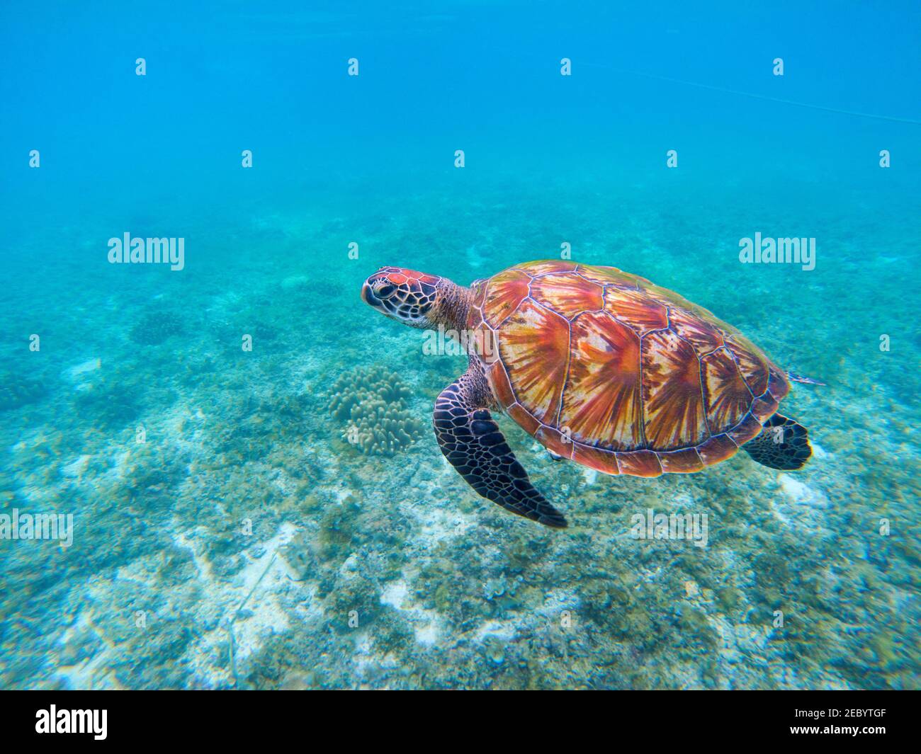 Wild sea turtle in blue ocean closeup. Green sea turtle closeup. Endangered species of tropical ...