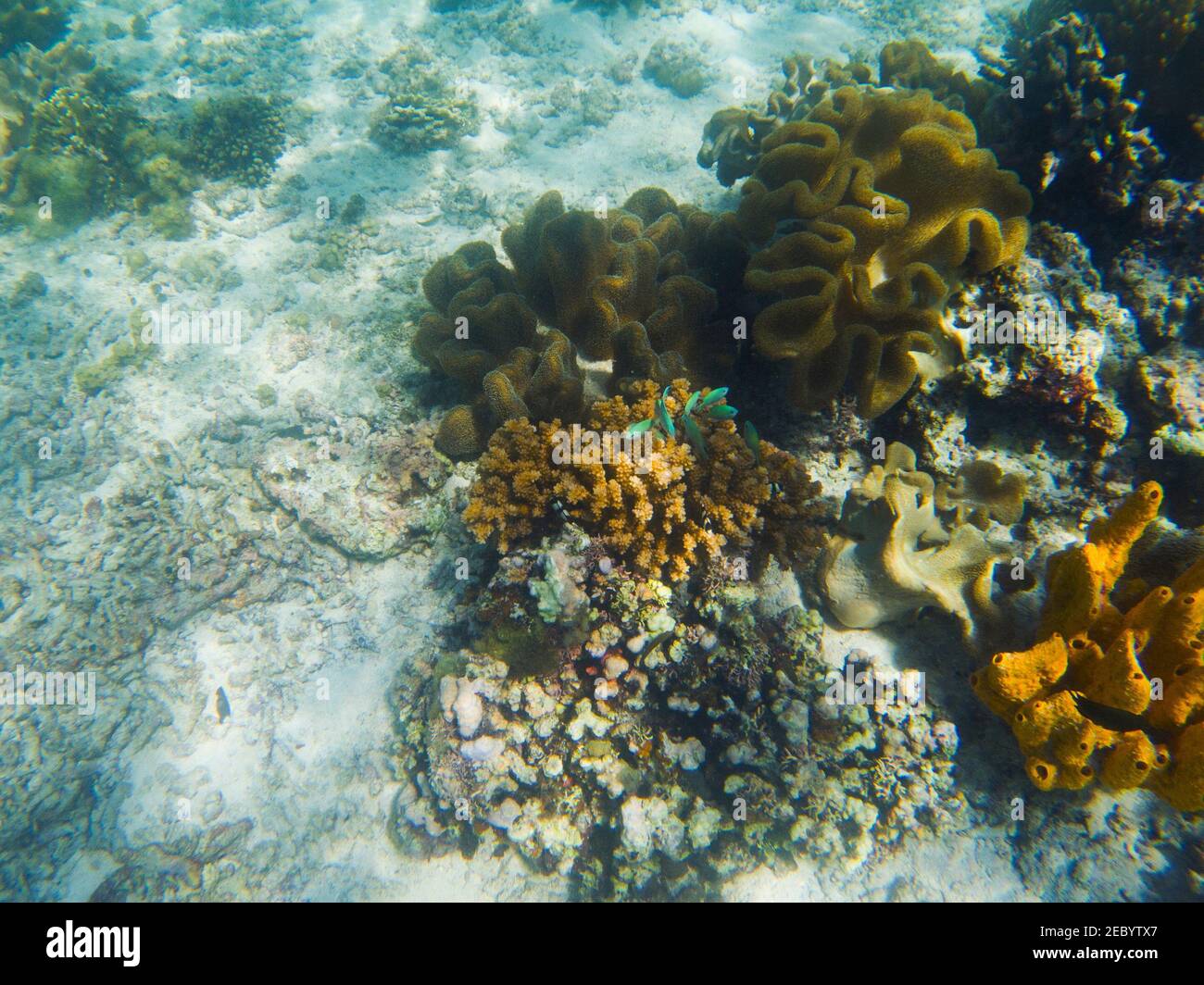 Coral formation on white sand sea bottom. Undersea landscape photo ...
