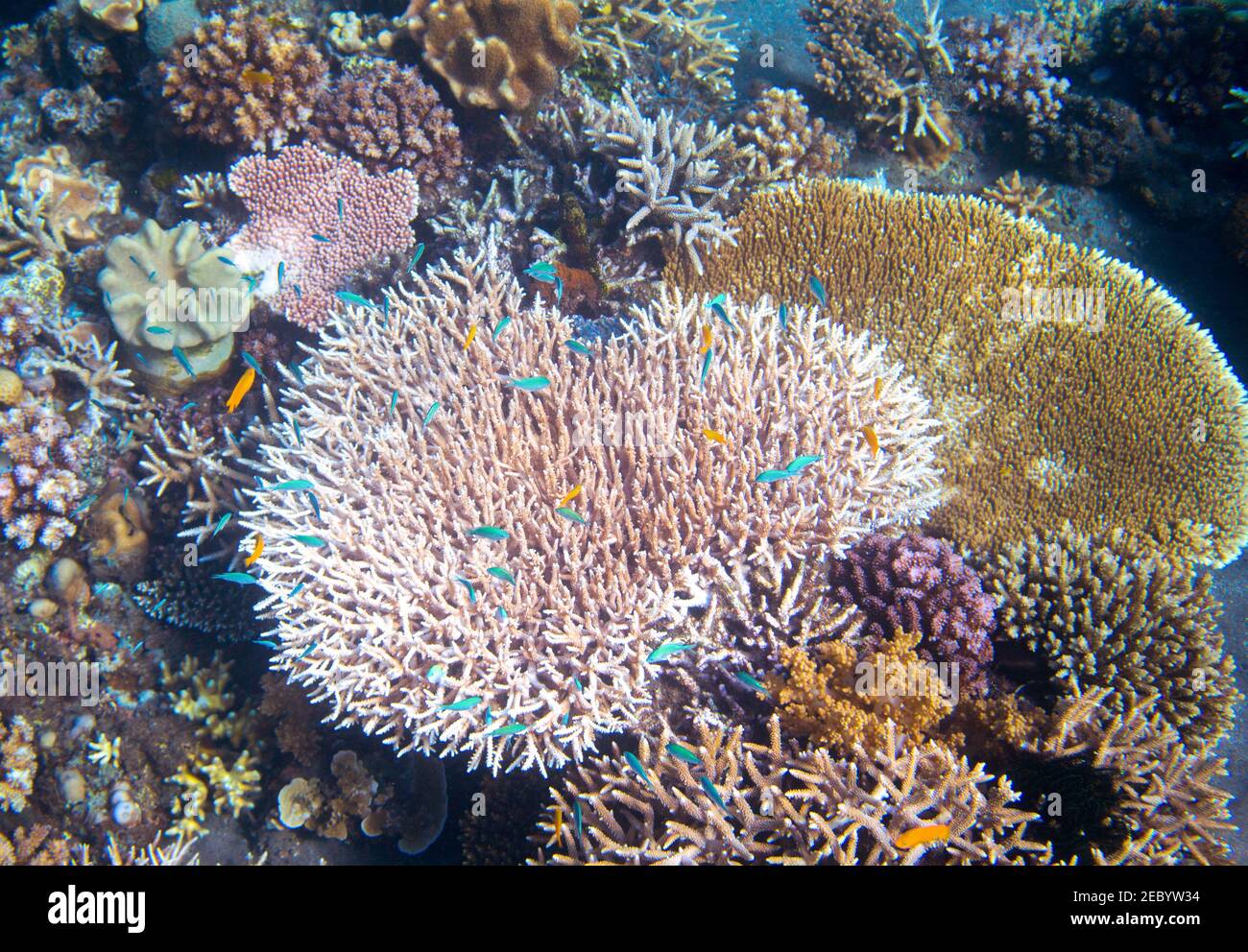 Underwater landscape with coral reef and tropical fish. Pink coral ...