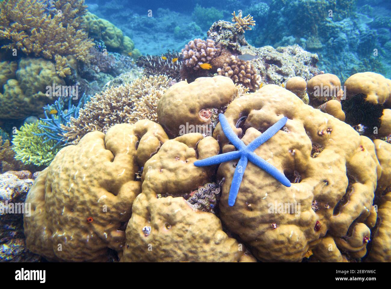 Starfish on coral reef. Yellow coral and blue starfish. Star fish on ...