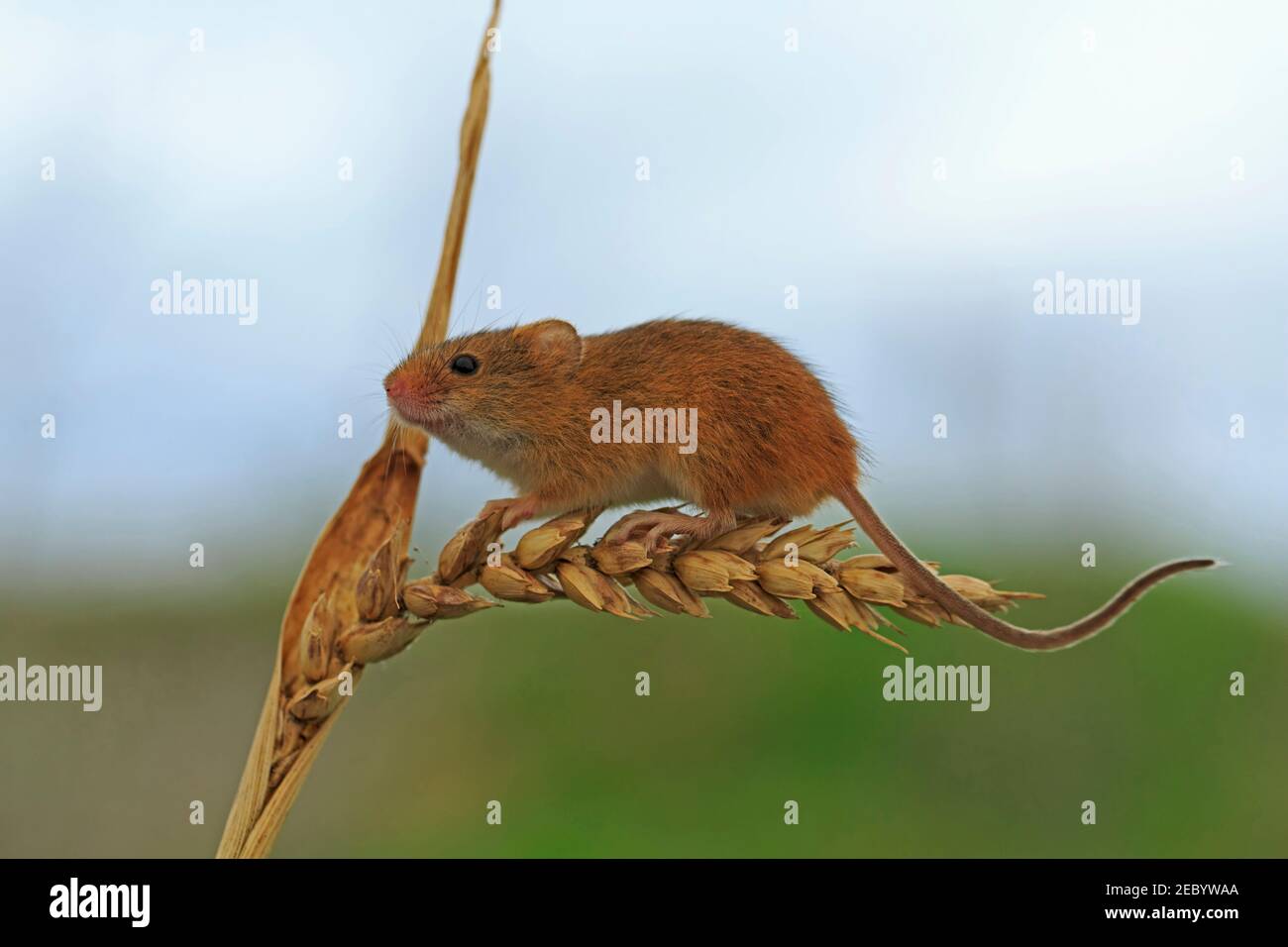 Harvest mouse, Micromys minutus Stock Photo - Alamy