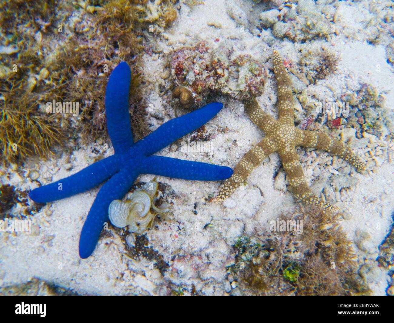 Blue star fish on white sand sea bottom. Tropical starfish underwater ...