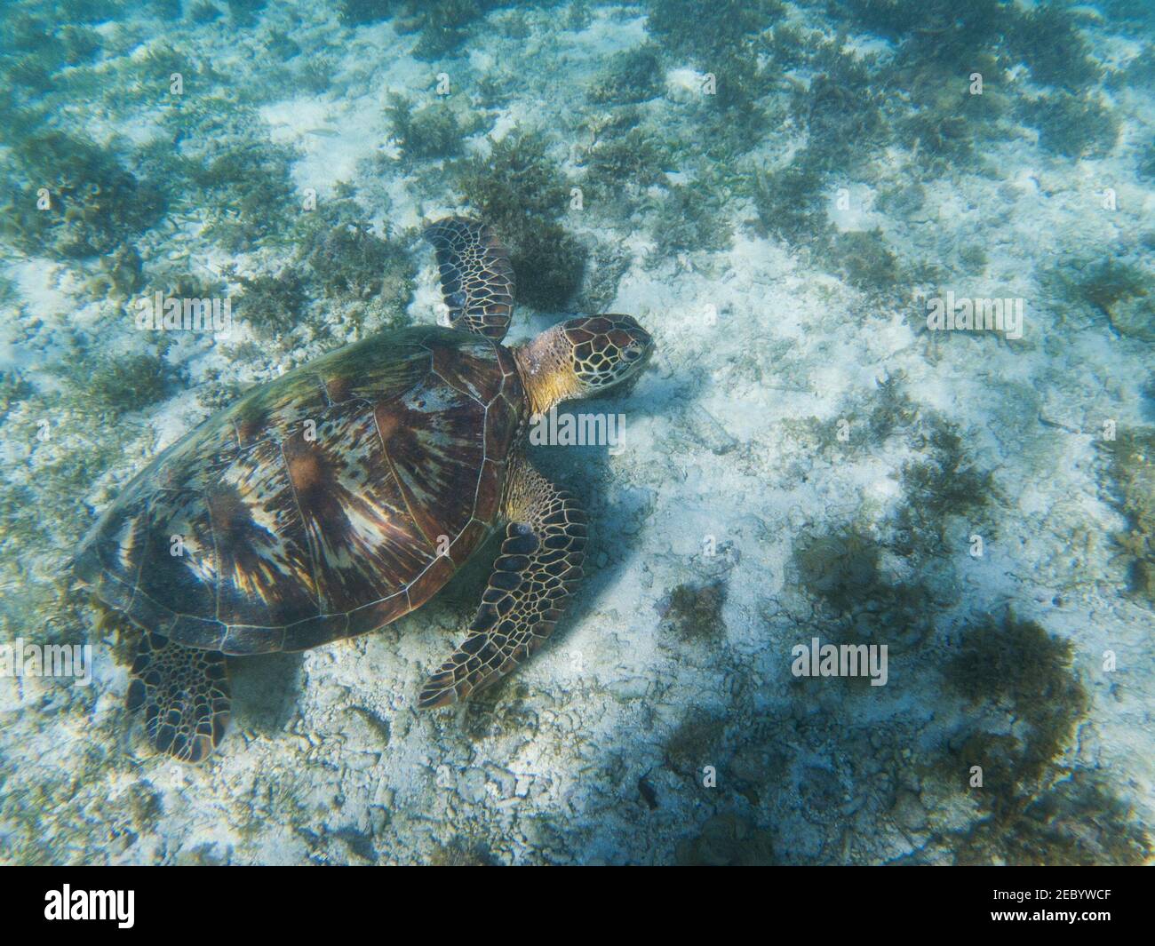 Sea turtle on sand sea bottom. Tropical seashore underwater photo ...