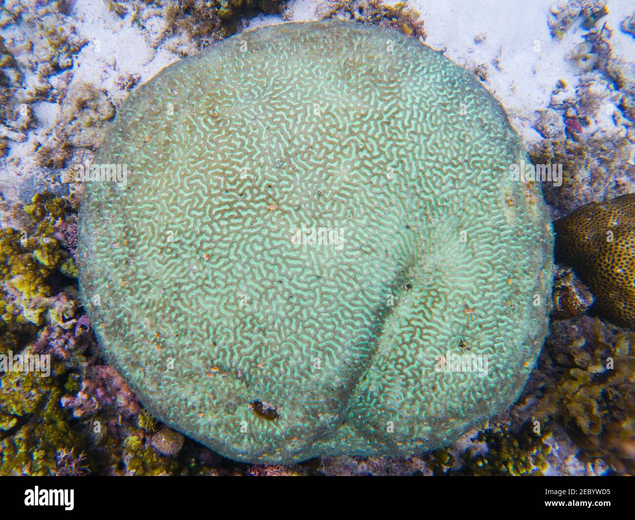 Round coral texture. Tropical seashore underwater photo. Coral reef ...
