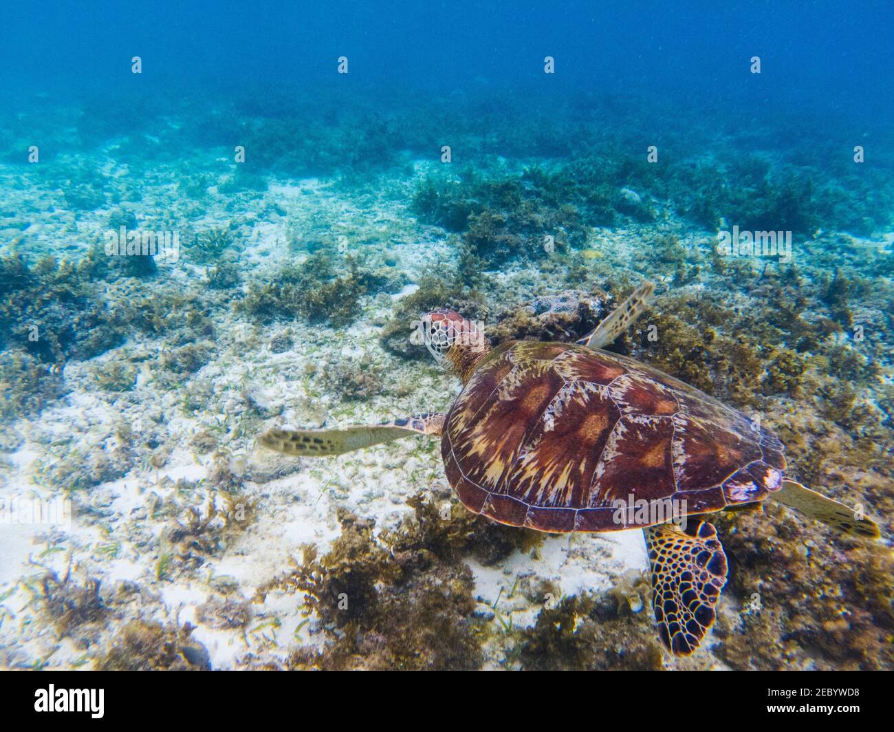 Sea turtle in tropical sea shore. Marine tortoise underwater photo ...