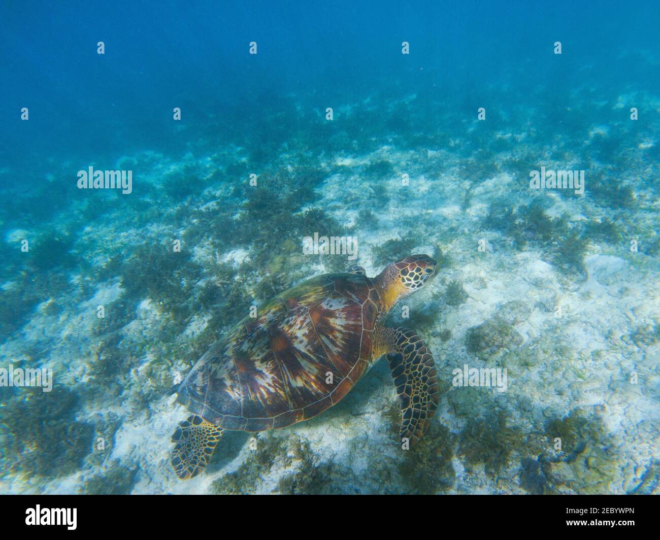 Green turtle in shallow sea bottom. Tropical seashore underwater photo ...