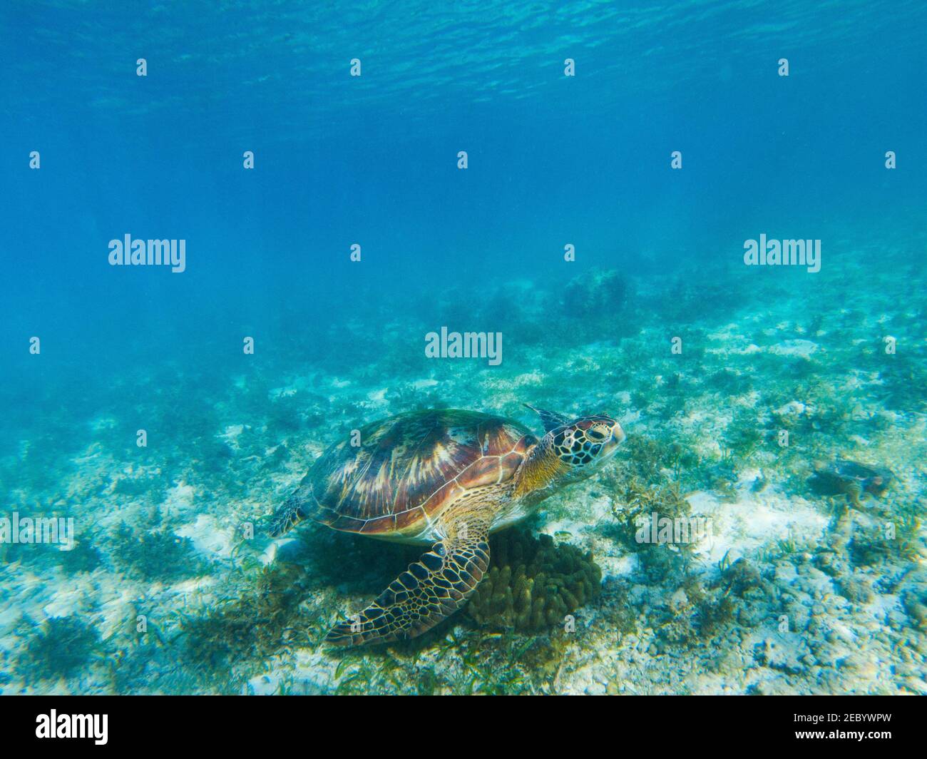 Sea turtle feeds by seaweed. Tropical seashore underwater photo. Marine ...
