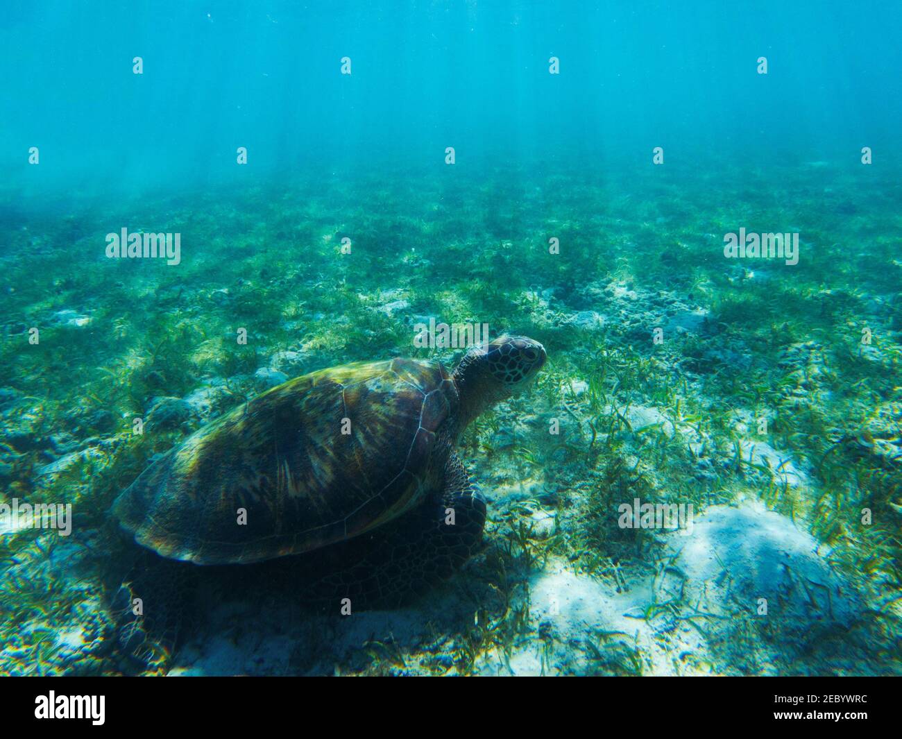 Sea turtle in shadow of sunlight. Tropical seashore underwater photo ...