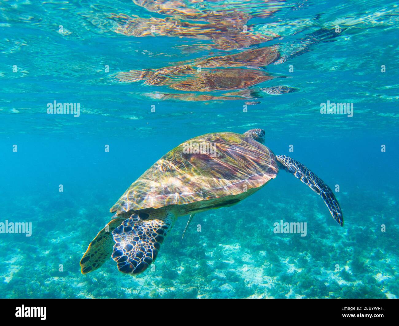 Sea turtle in shallow sea water, tropical seashore underwater photo ...