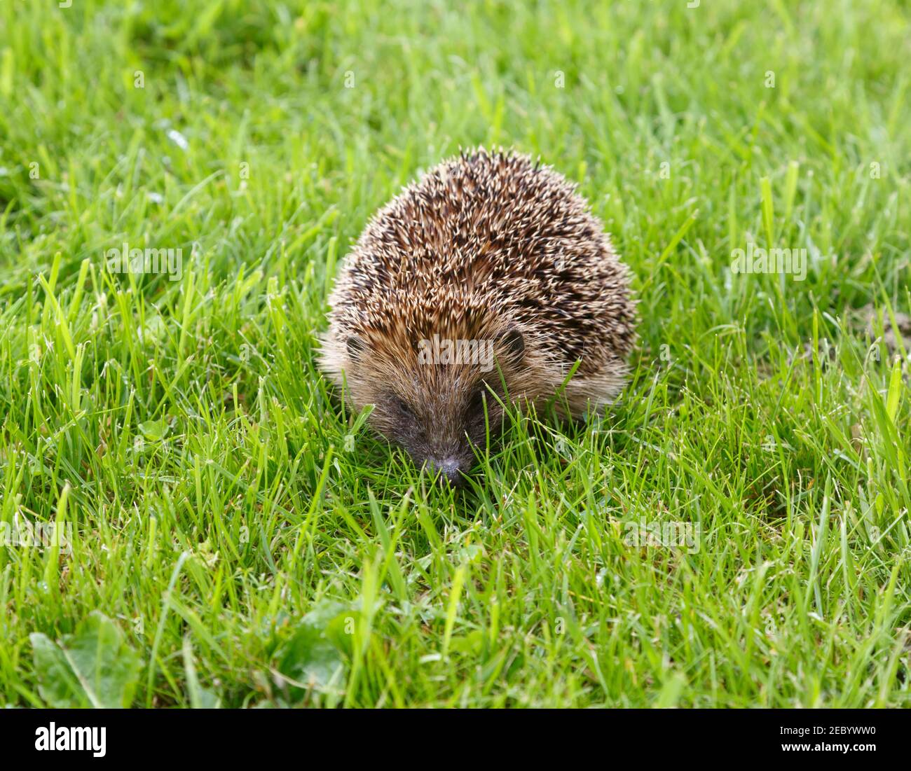 Native hedgehog hi-res stock photography and images - Alamy