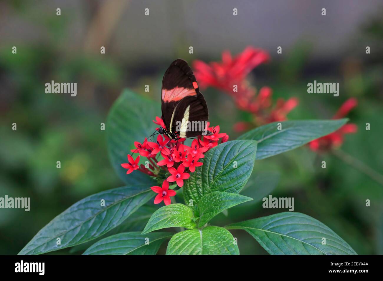 Postman butterfly, Heliconius melpomene rosina Stock Photo - Alamy